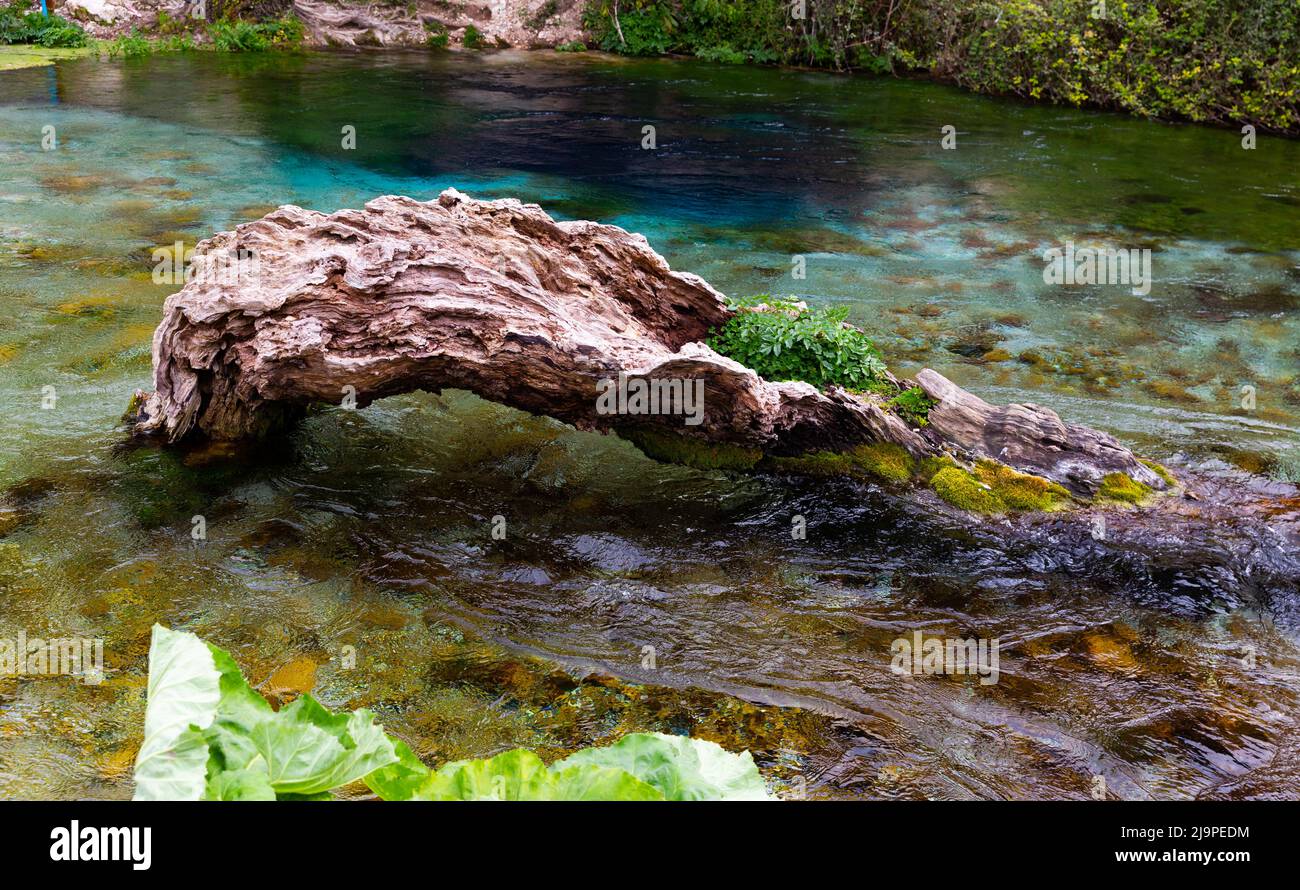 Old snag in water of natural spring of Blue Eye in Albania Stock Photo ...