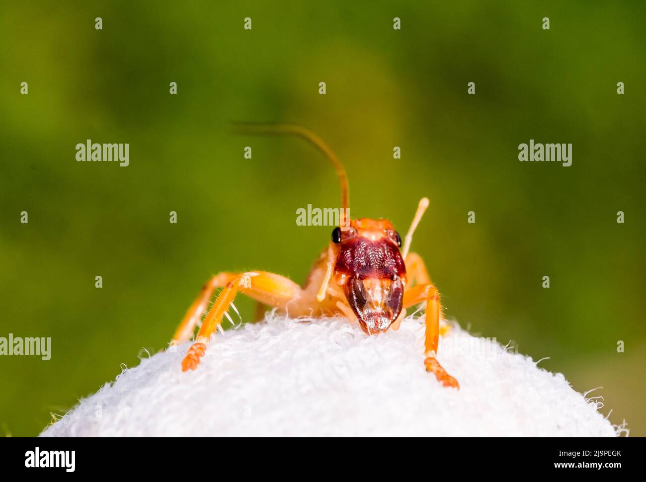 Spotted cricket hi-res stock photography and images - Alamy