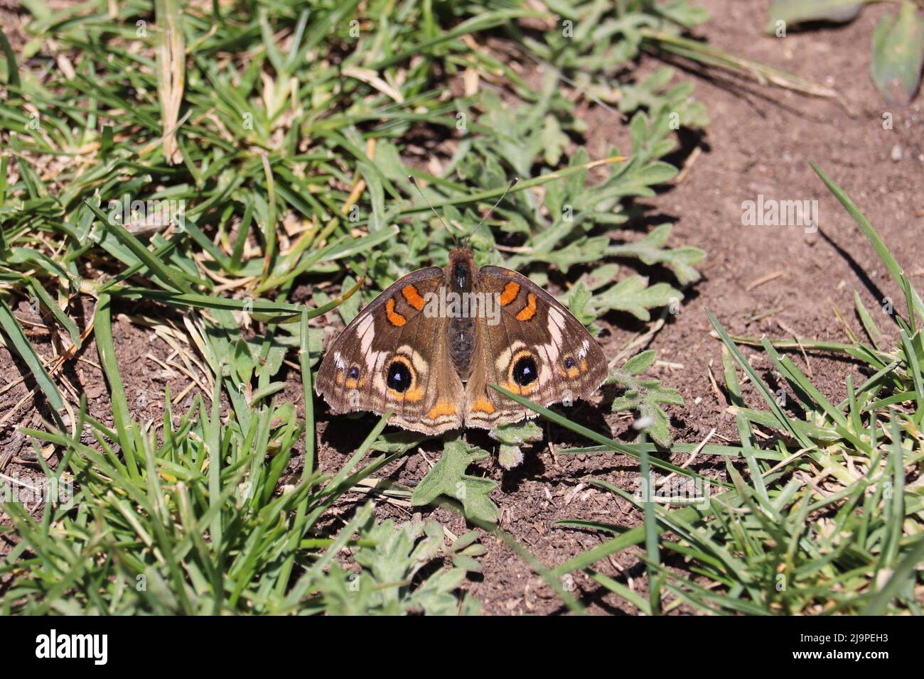Moths Of Coconino County Arizona