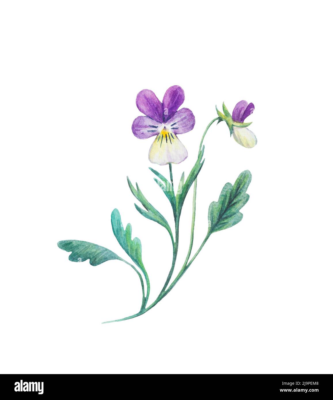 Detailed realistic watercolor botanical illustration. Pansy flowers ...