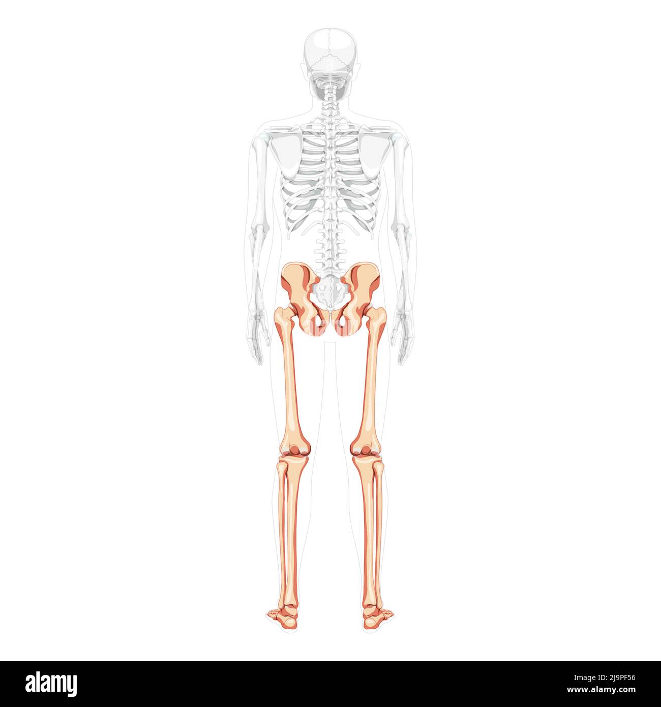 Lower limbs Human Pelvis with legs, Thighs Feet, ankles Skeleton back ...