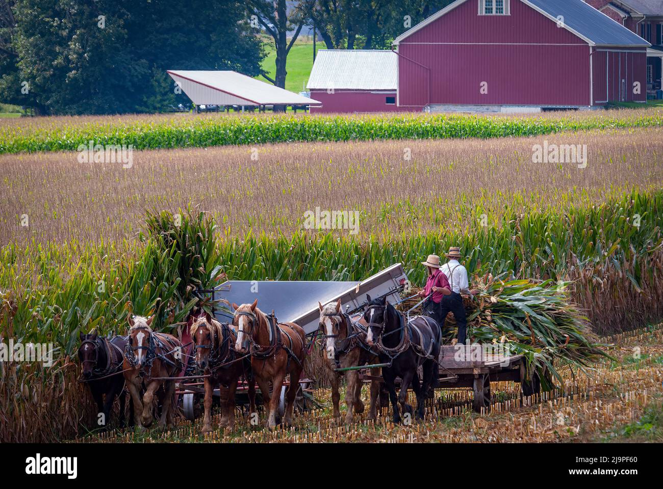 A View of Amish Harvesting There Corn Using Six Horses and Three Men as ...