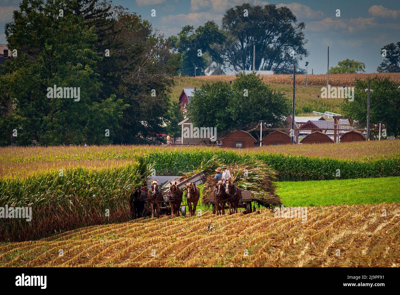 A View of Amish Harvesting There Corn Using Six Horses and Three Men as ...