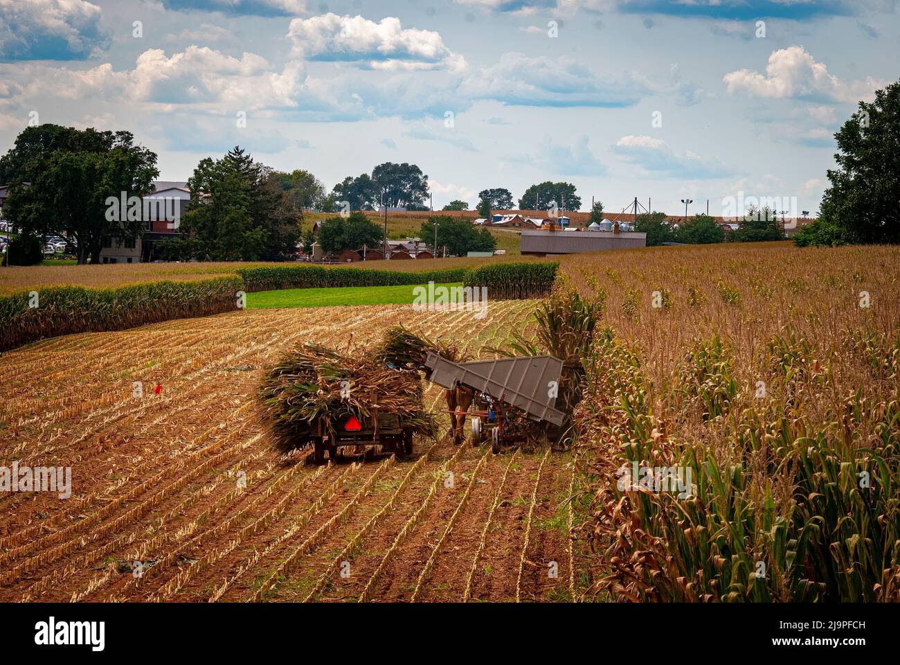 A View of Amish Harvesting There Corn Using Six Horses and Three Men as ...