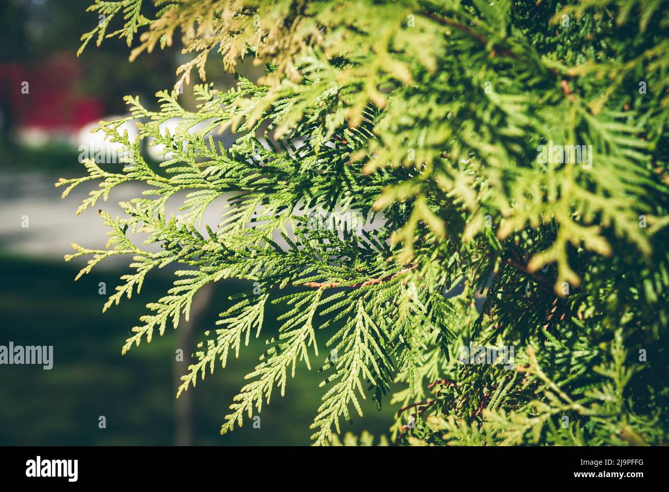 Thuja close-up. Branches of green thuja. Coniferous branch on the ...