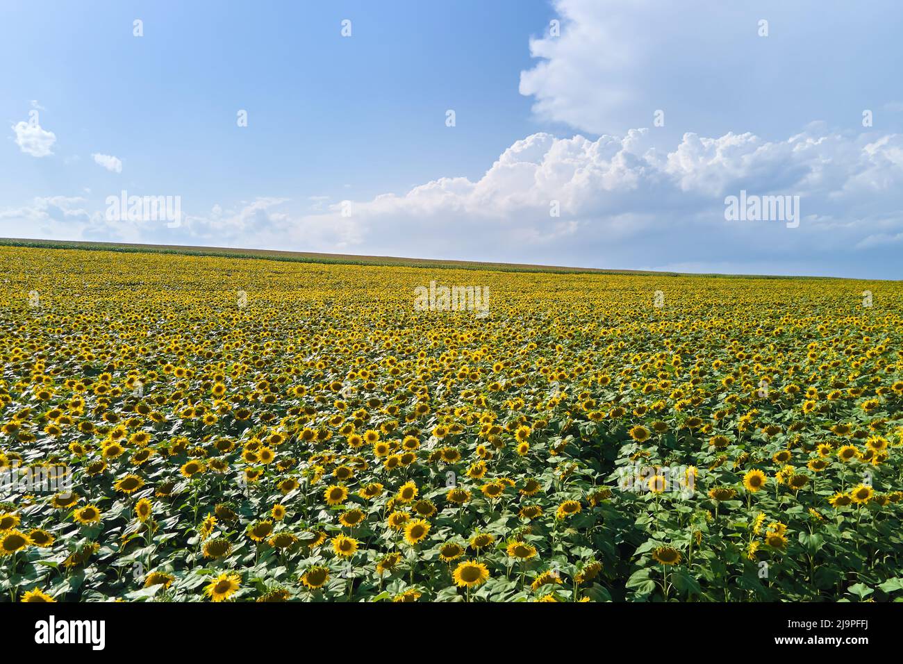 Aerial view vast sunflower field hi-res stock photography and images ...