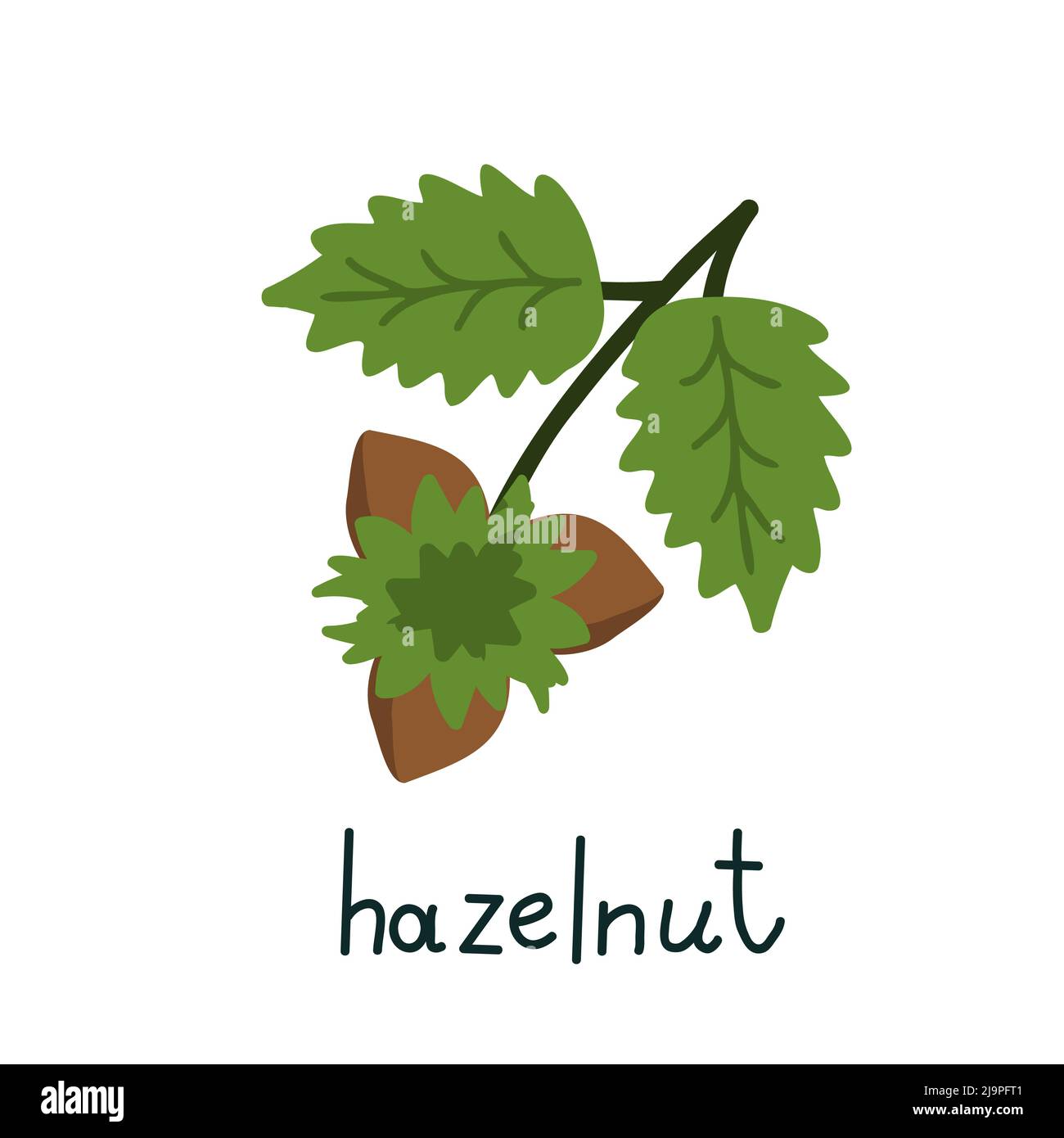 Isolated hazelnut illustration vector symbol Stock Vector Image & Art ...