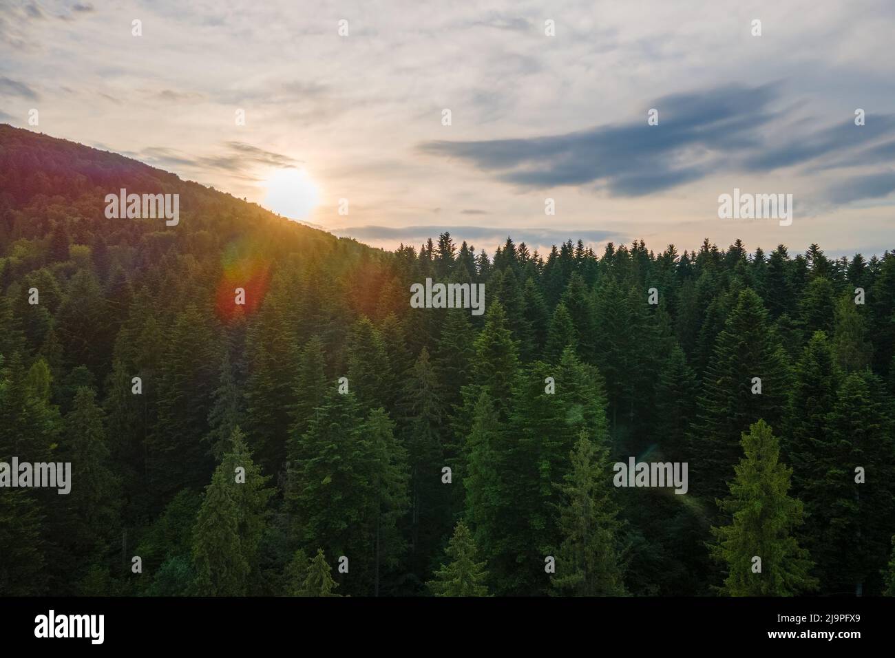 Aerial view of green pine forest with dark spruce trees covering ...