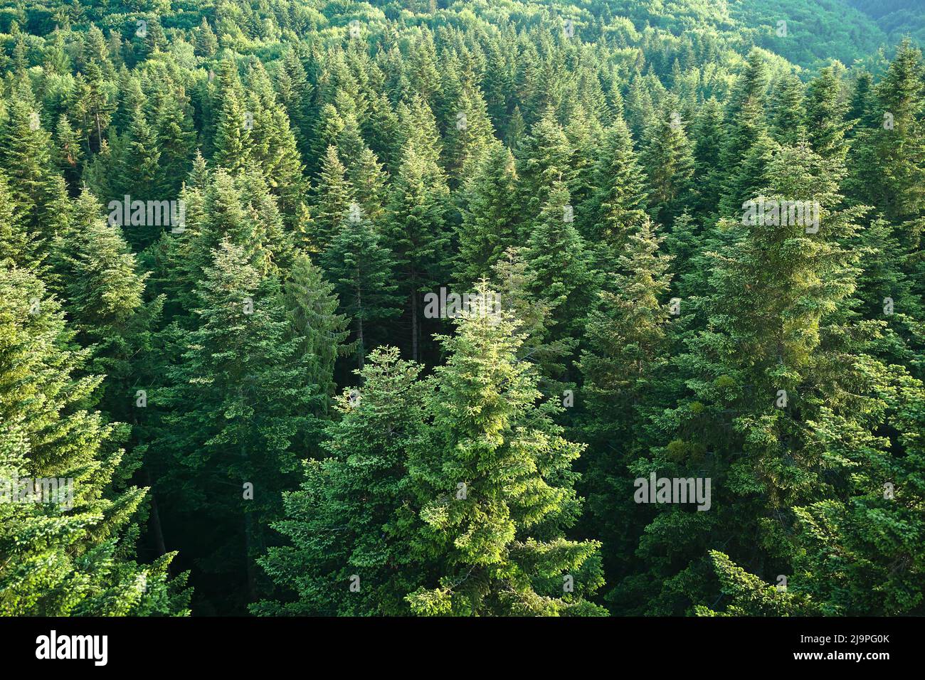 Aerial view of green pine forest with dark spruce trees. Nothern ...
