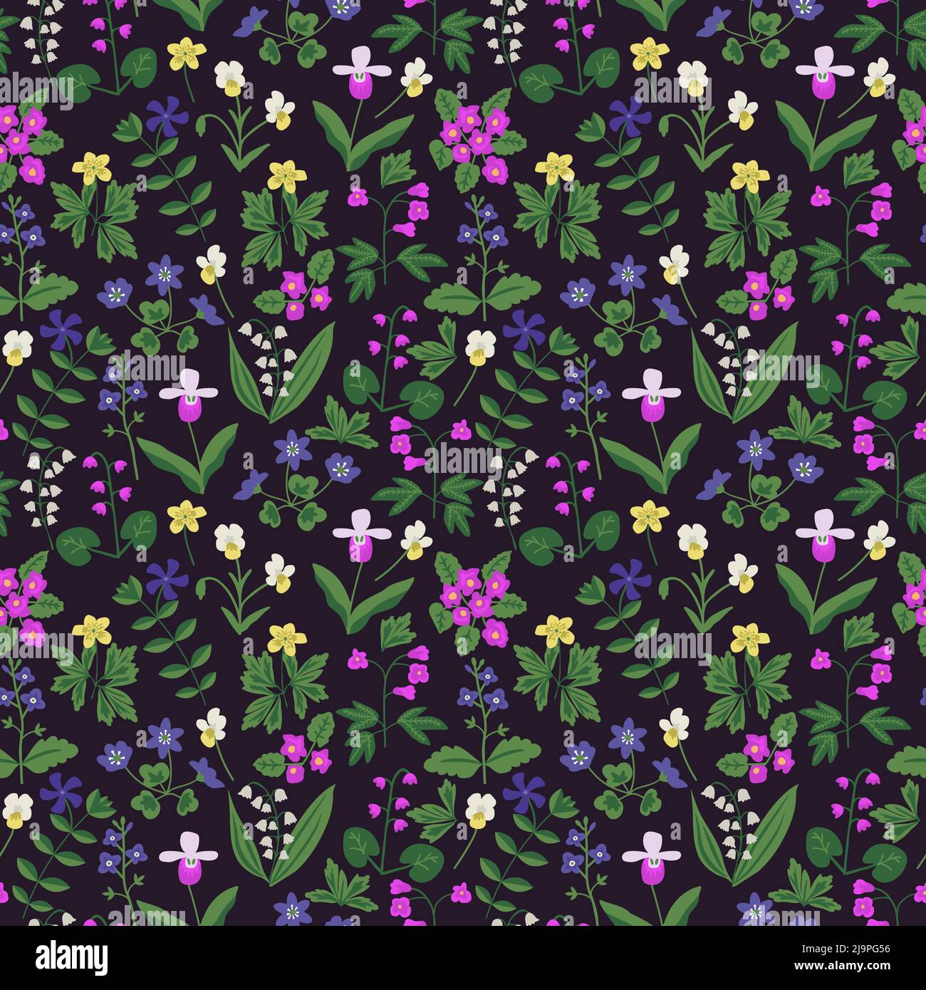 Drawing of speedwell Stock Vector Images - Alamy