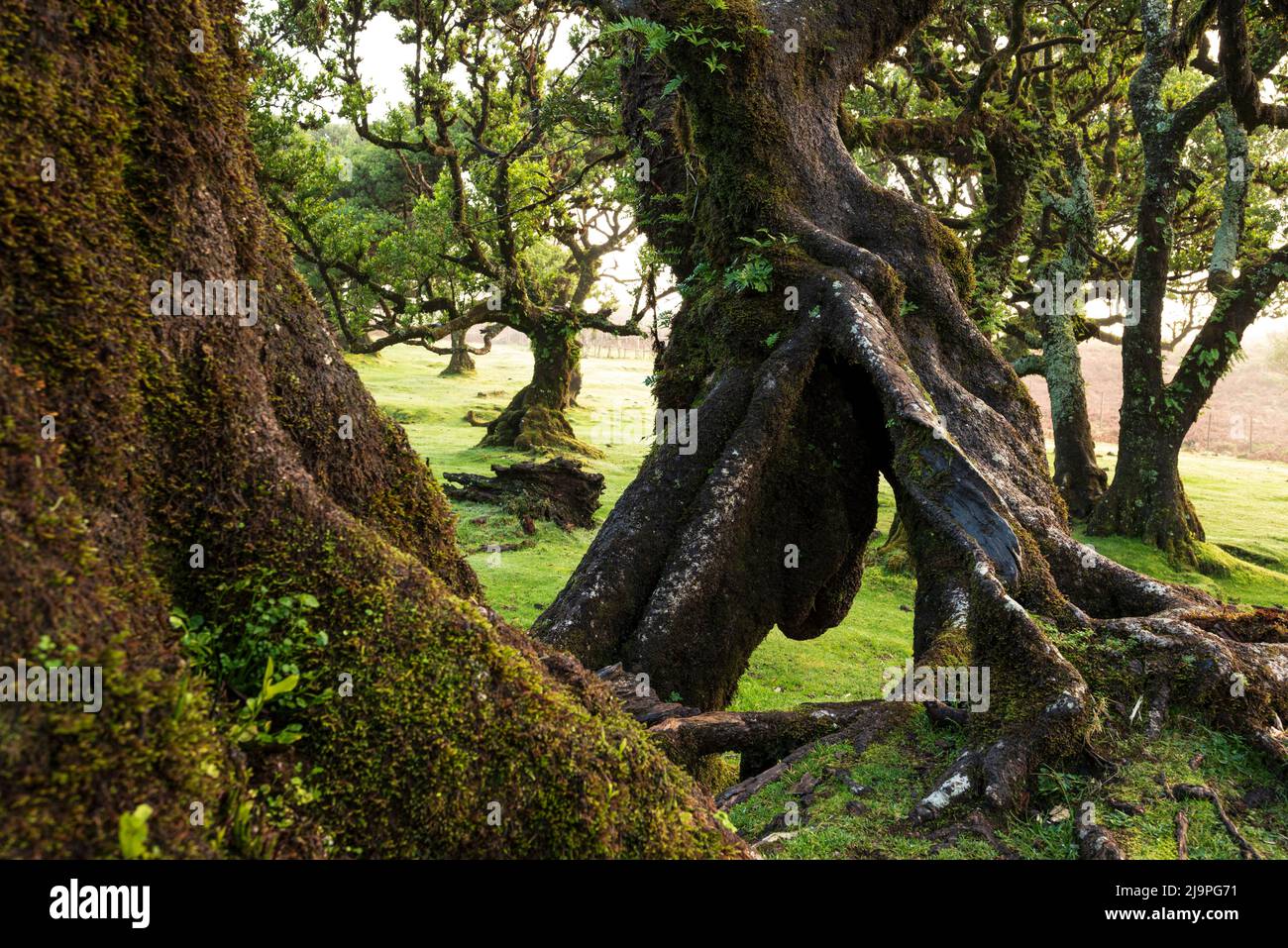Moss and fern covered trunks of stinkwood laurel trees (Ocotea foetens ...