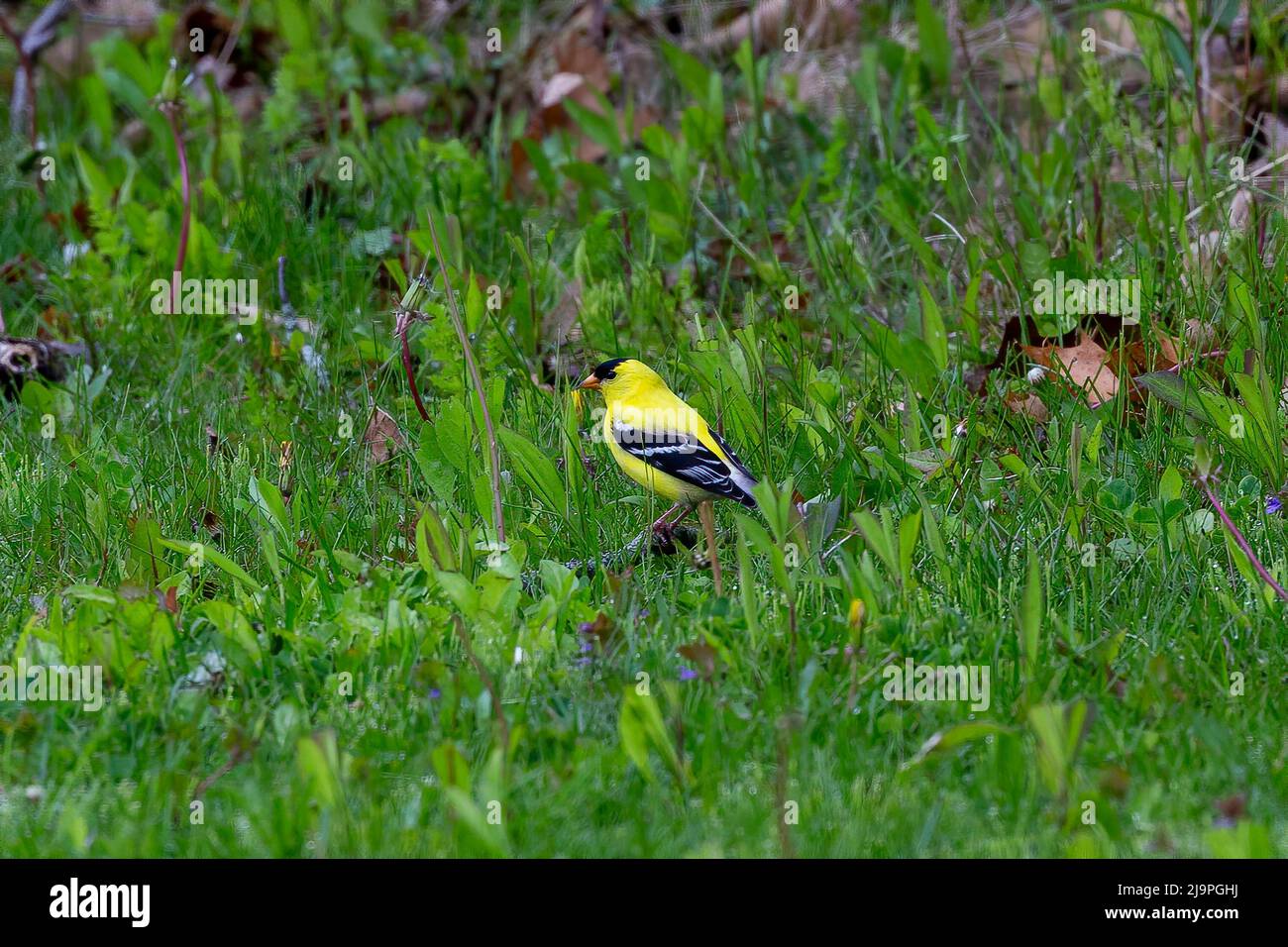 Adult male american goldfinch hi-res stock photography and images - Alamy