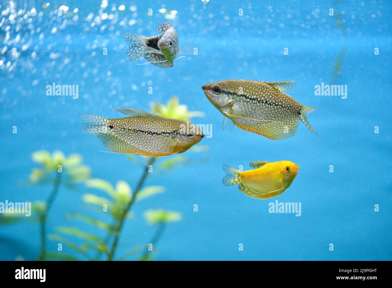 Colorful exotic fish swimming in deep blue water aquarium with green ...