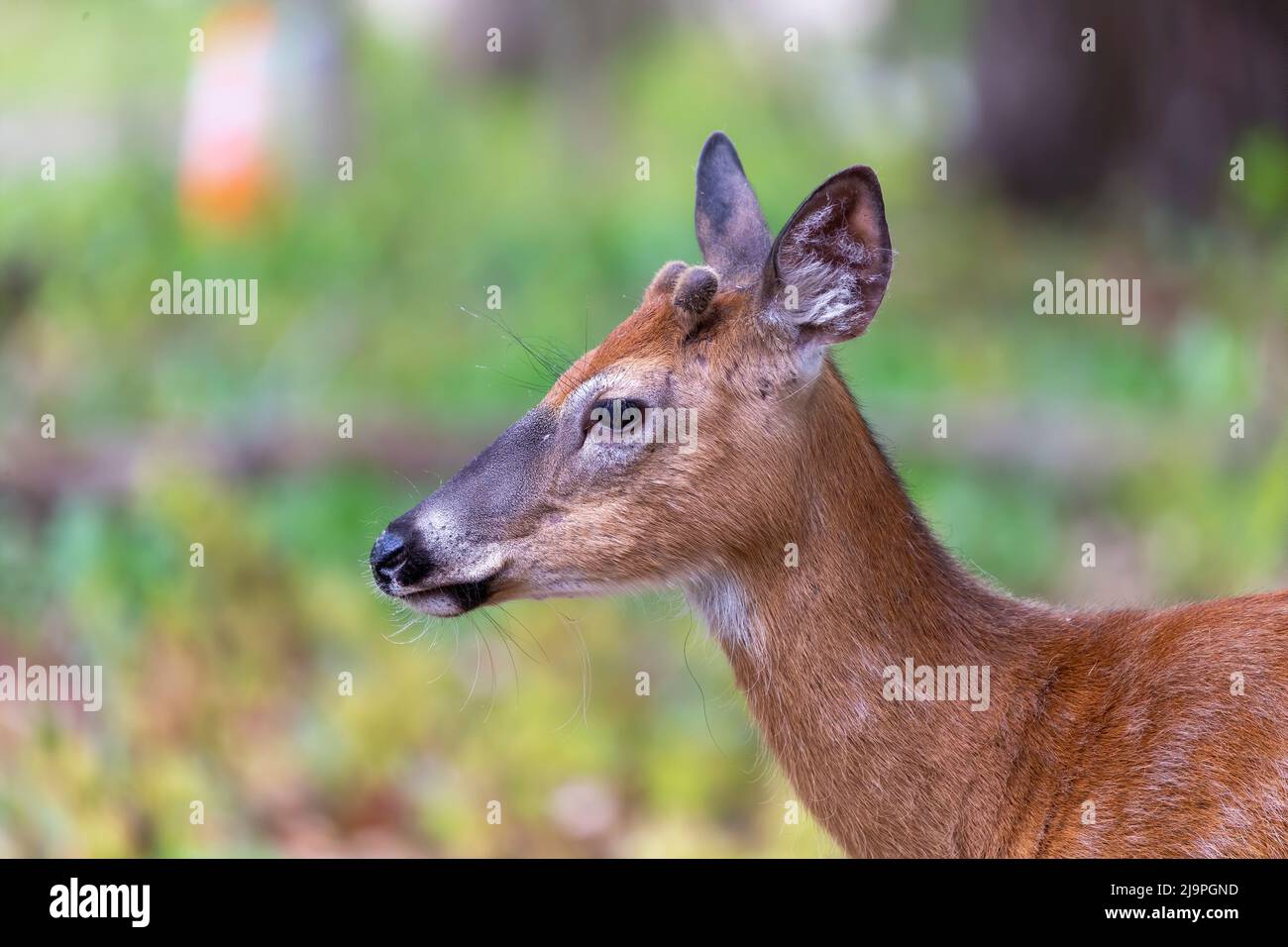 The white-tailed deer or Virginia deer in the spring forest Stock Photo ...
