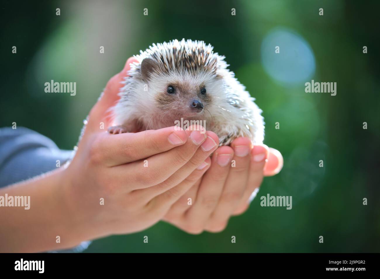 Human hands holding little african hedgehog pet outdoors on summer day ...