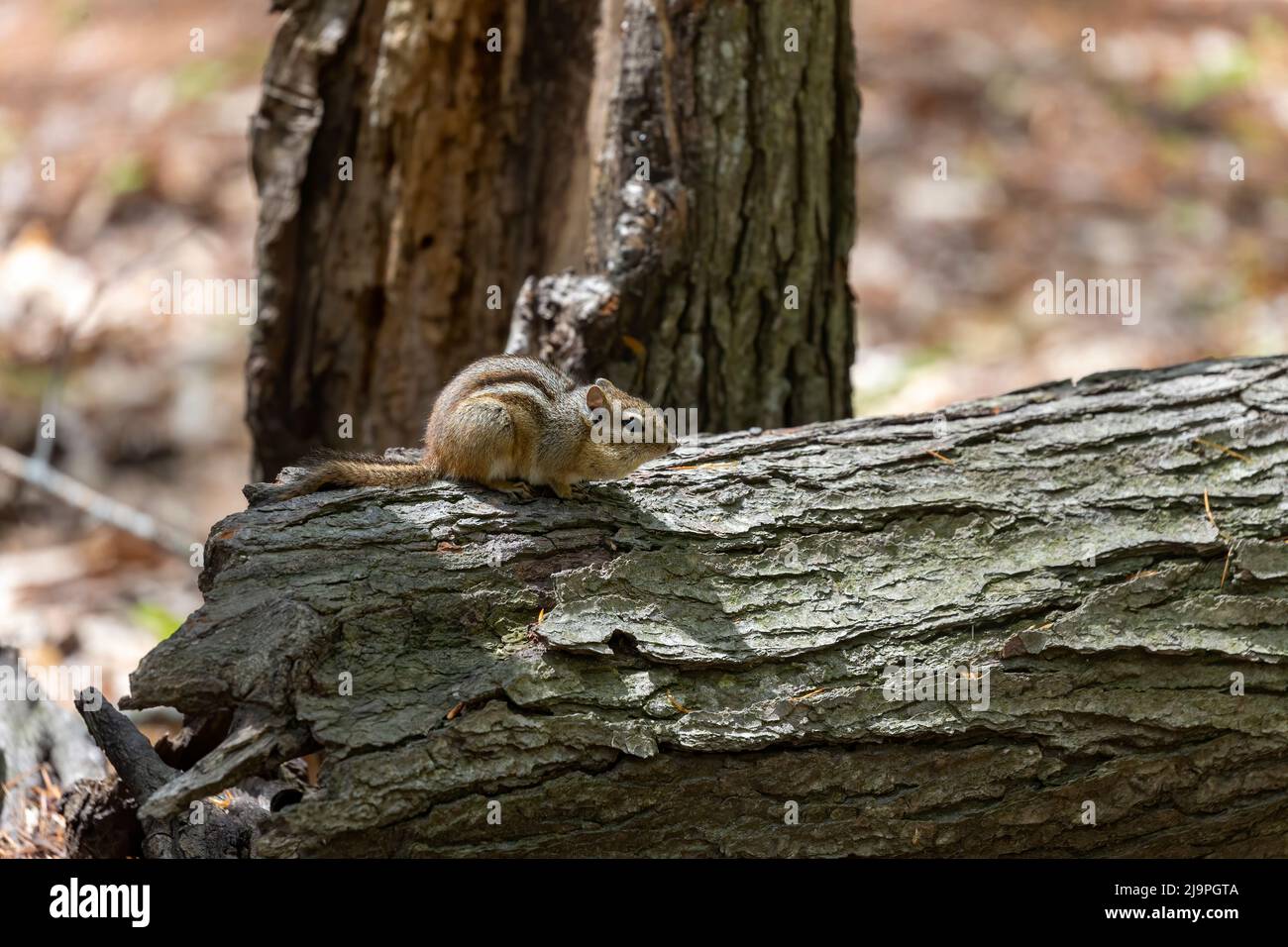 The eastern chipmunk (Tamias striatus) in the park. Native American ...