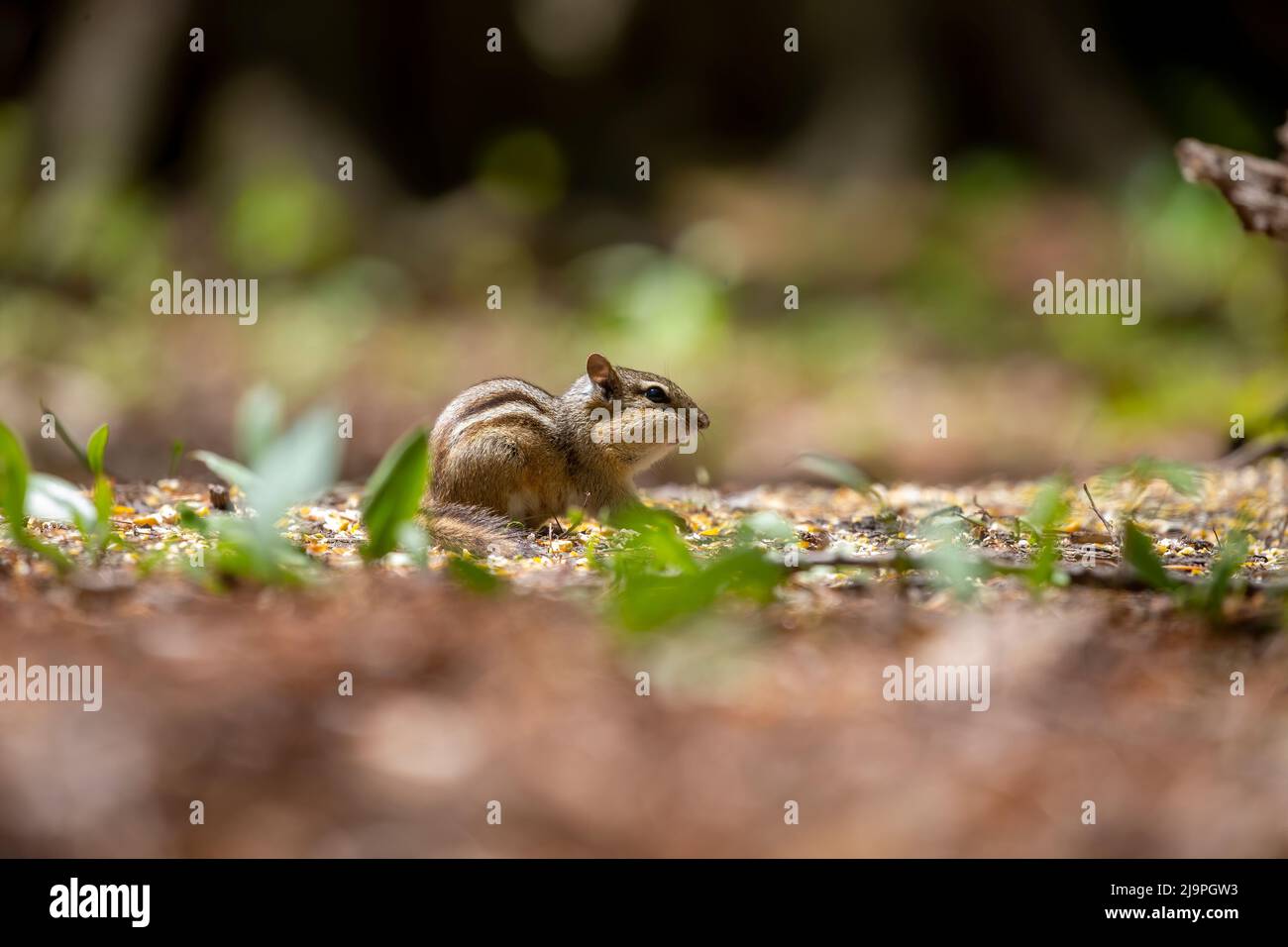 The eastern chipmunk (Tamias striatus) in the park. Native American ...