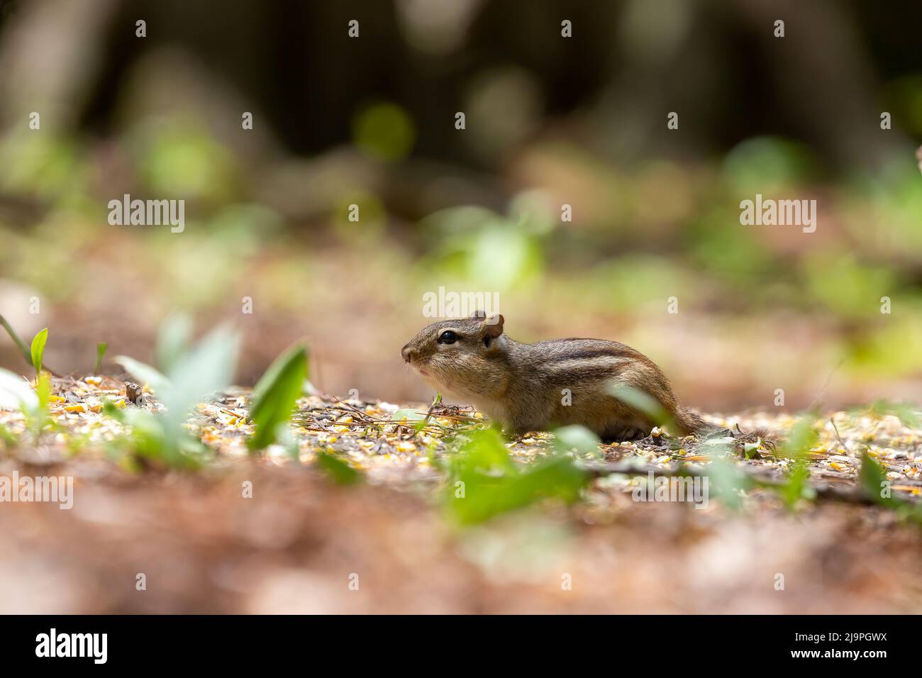 The eastern chipmunk (Tamias striatus) in the park. Native American ...