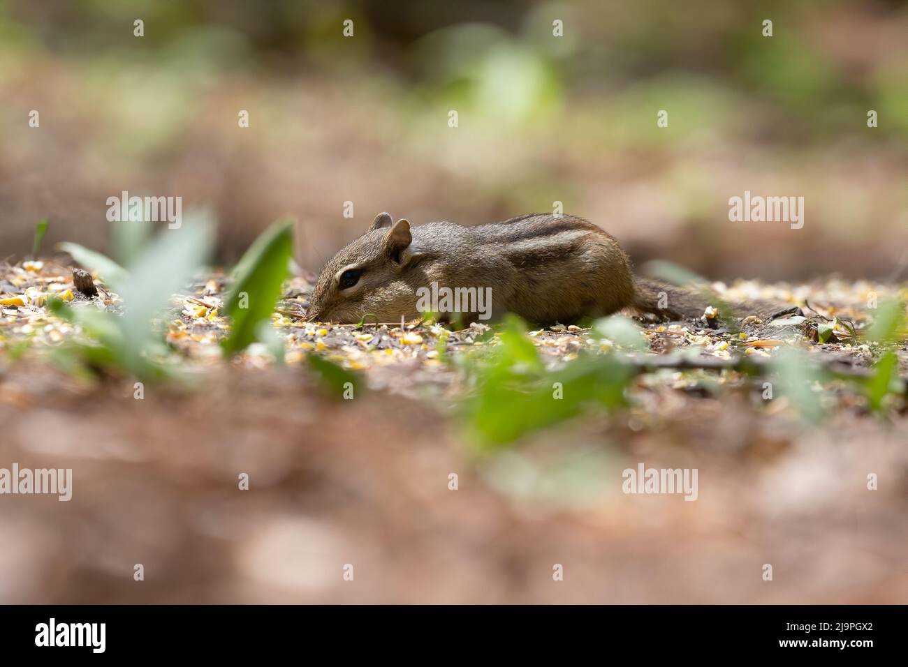 The eastern chipmunk (Tamias striatus) in the park. Native American ...