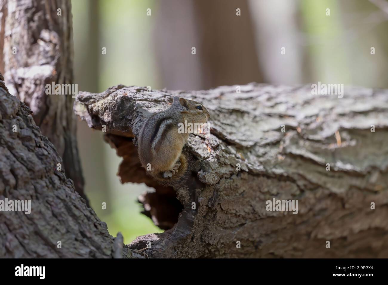 The eastern chipmunk (Tamias striatus) in the park. Native American ...