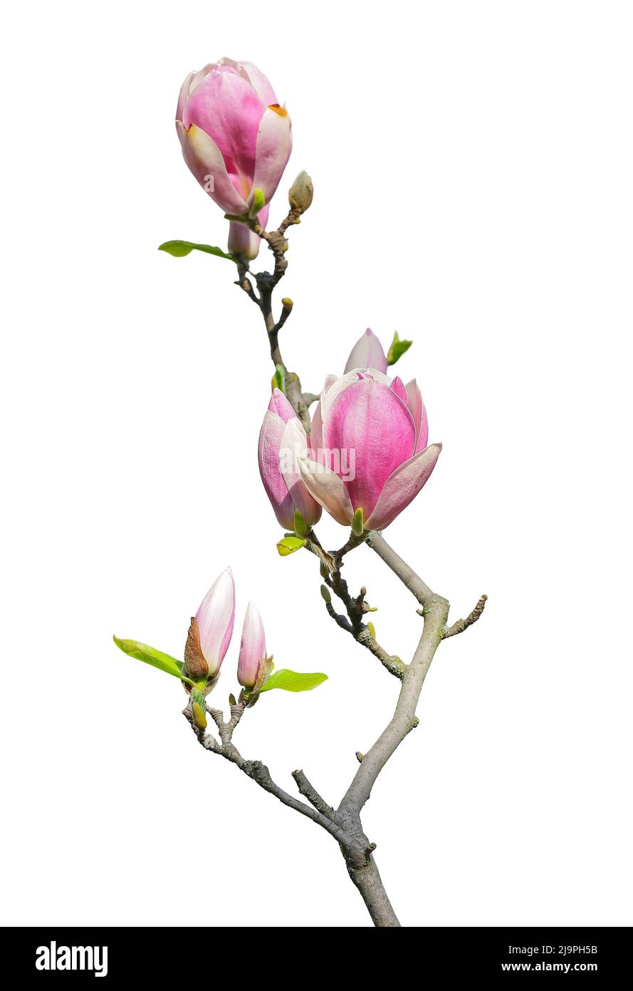 Magnolia tree Cut Out Stock Images & Pictures - Alamy