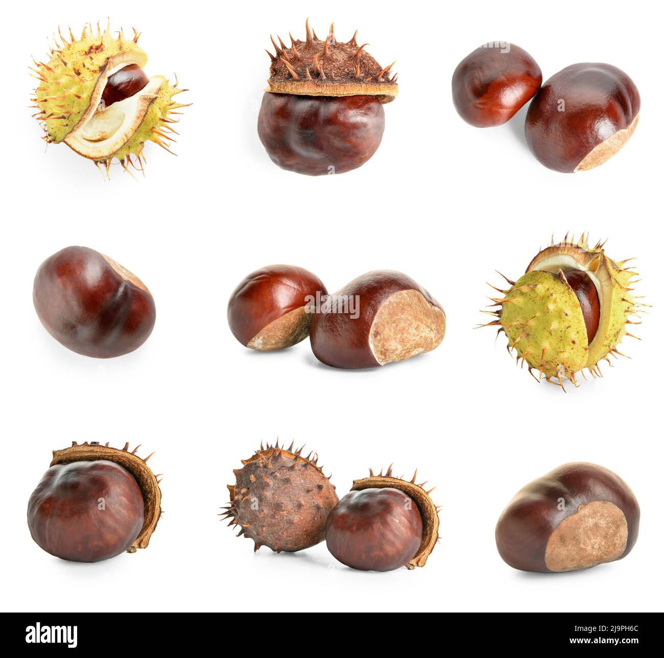 Chestnuts set hi-res stock photography and images - Alamy