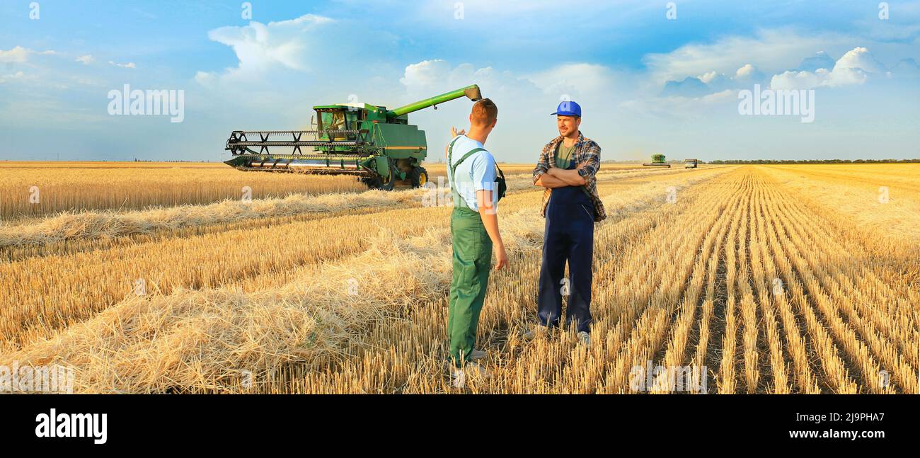 Male farmers working in wheat field Stock Photo - Alamy