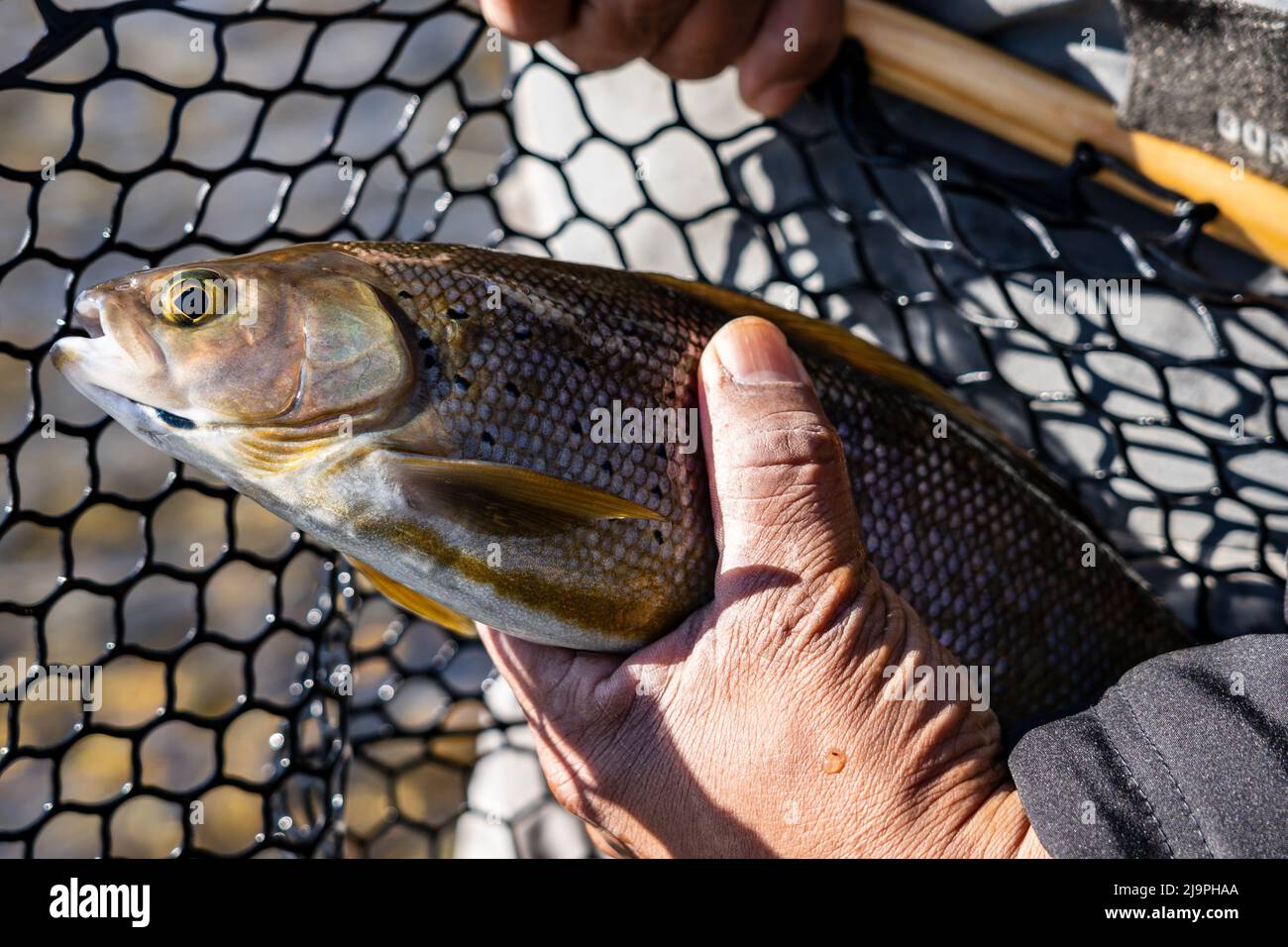 Fishing for Grayling (Thymallus arcticus) in the Alaskan interior Stock ...