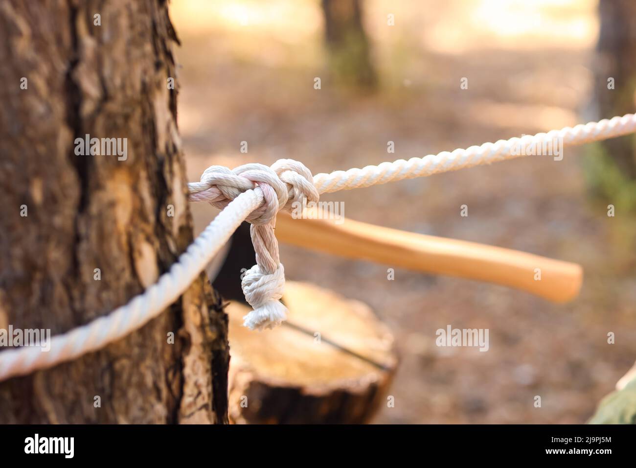 Tourist's rope bound to tree in forest, closeup Stock Photo - Alamy