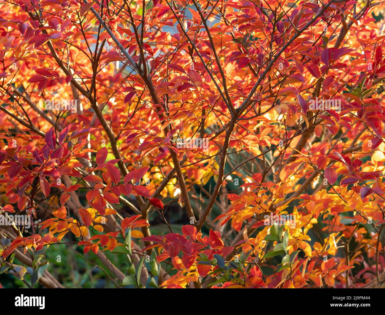 Red, gold and orange autumn leaves on a crepe myrtle (Lagerstroemia ...