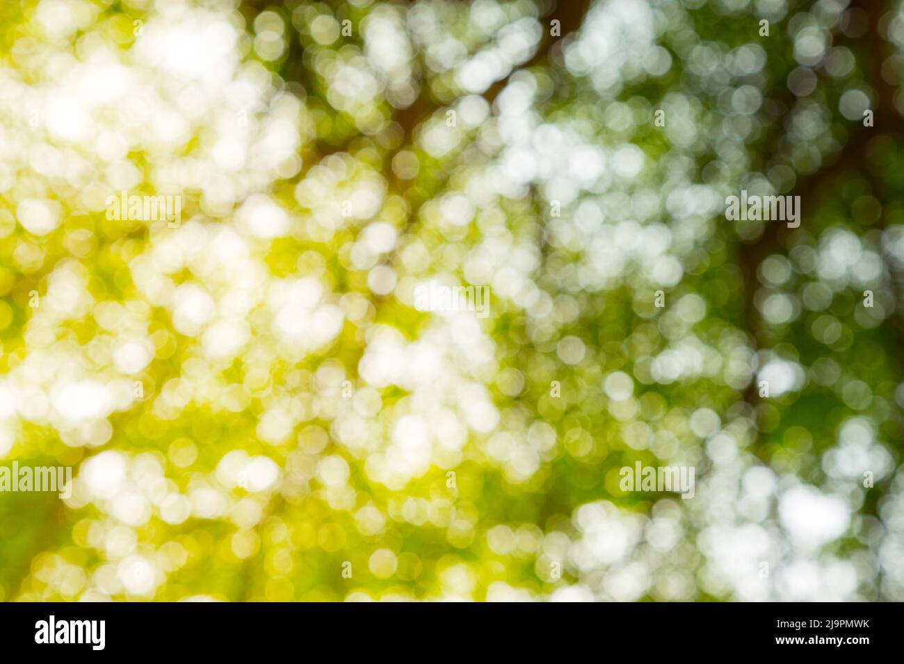 Green bokeh of tree nature background Stock Photo - Alamy