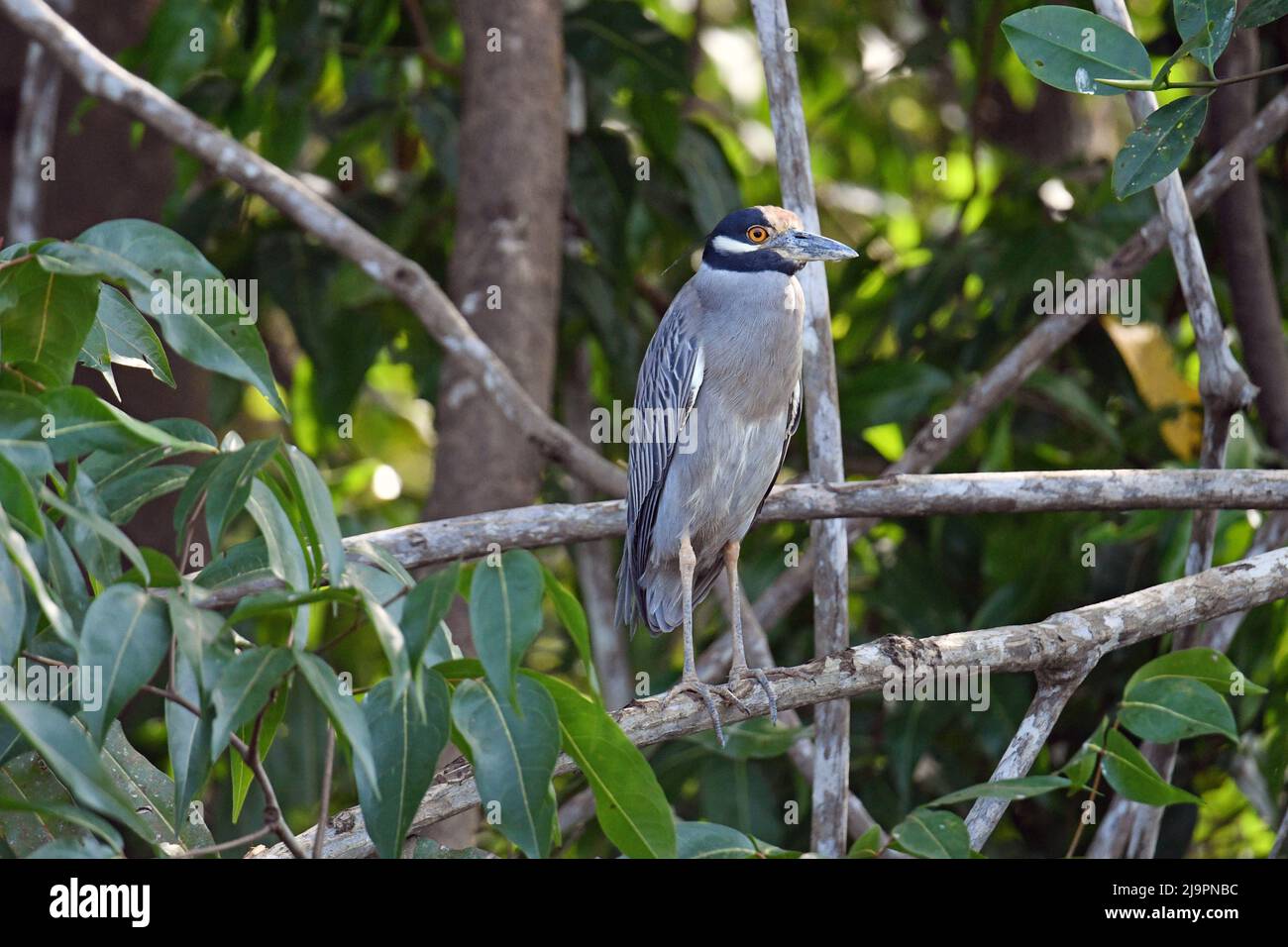 Yellow-crowned night heron (Nyctanassa violacea) on a tree branch ...