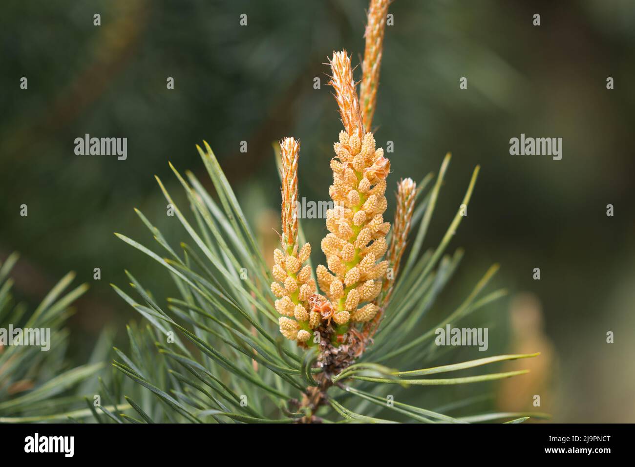 Male pine tree flower pine hi-res stock photography and images - Alamy
