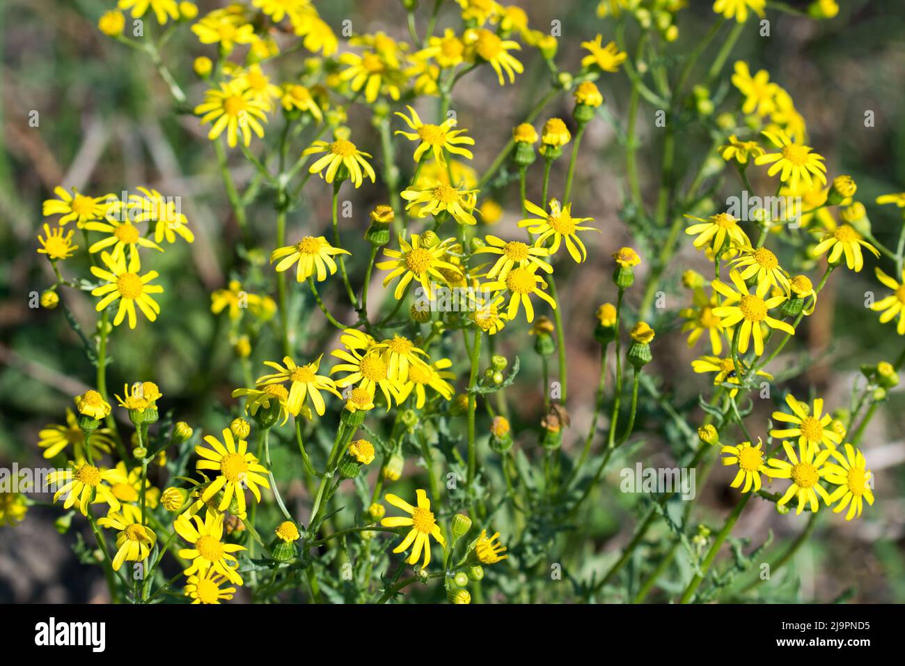Ragwort jacobaea vulgaris hi-res stock photography and images - Alamy