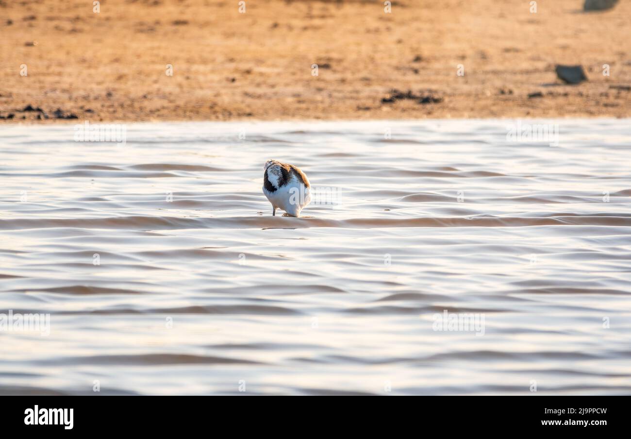 Water bird pied avocet, Recurvirostra avosetta, feeding in the lake ...