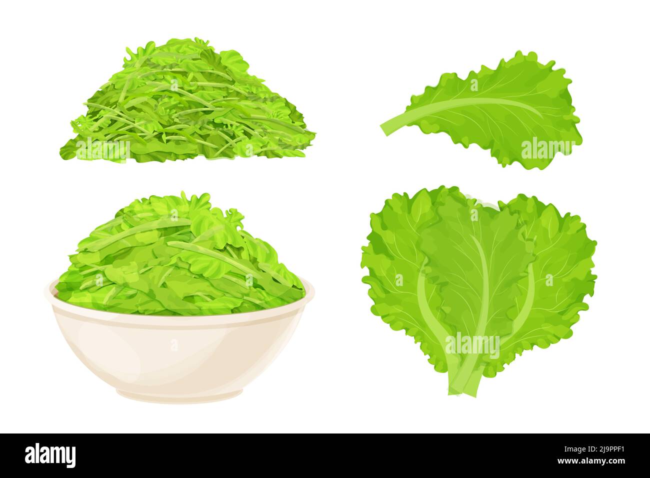 Chopped lettuce leaves in bowl in cartoon style isolated on white ...