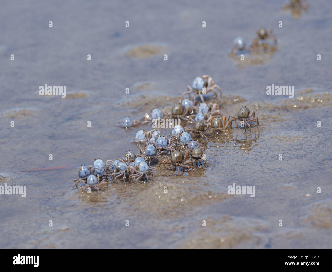 Mictyris crab hi-res stock photography and images - Alamy