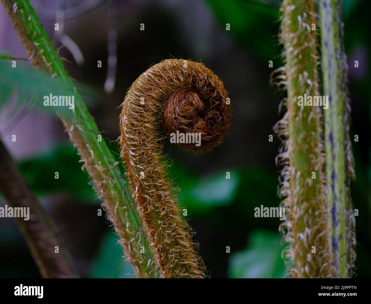 Flying spider monkey tree fern Stock Photo - Alamy