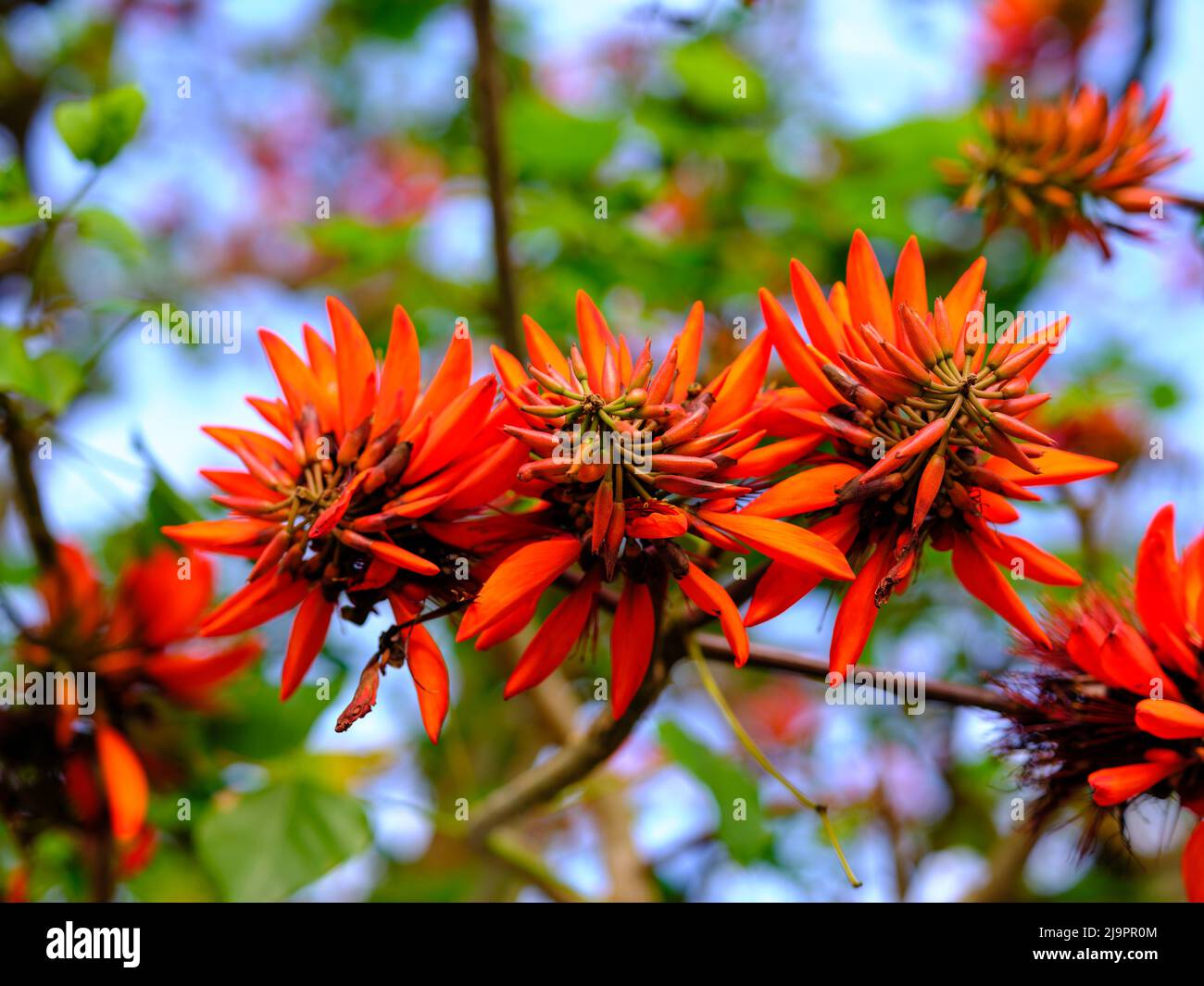 Erythrina variegata hi-res stock photography and images - Alamy