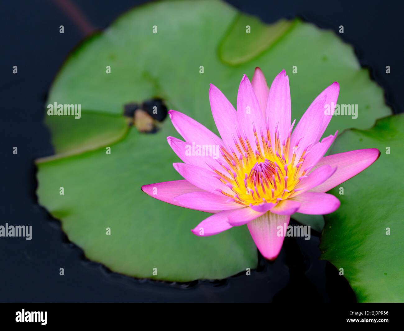 Land lotus hi-res stock photography and images - Alamy