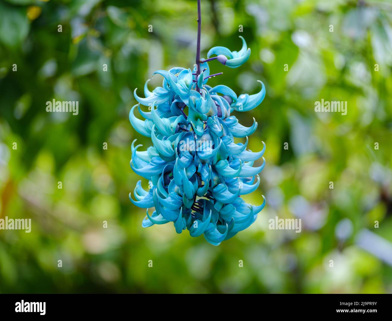 Strongylodon macrobotrys hi-res stock photography and images - Alamy