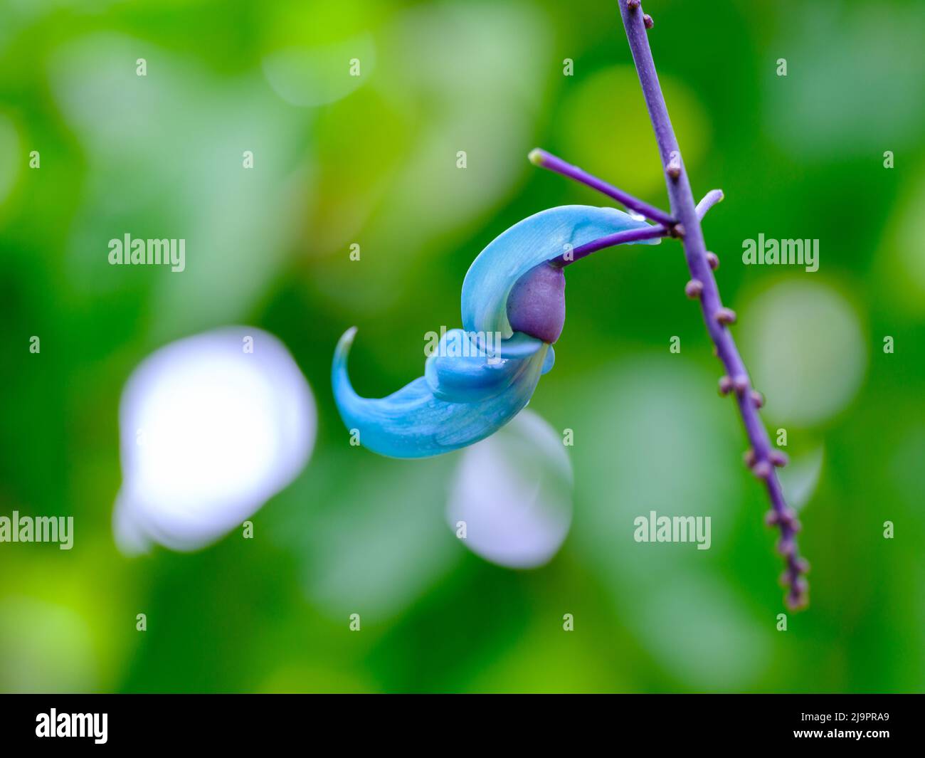 Strongylodon macrobotrys hi-res stock photography and images - Alamy