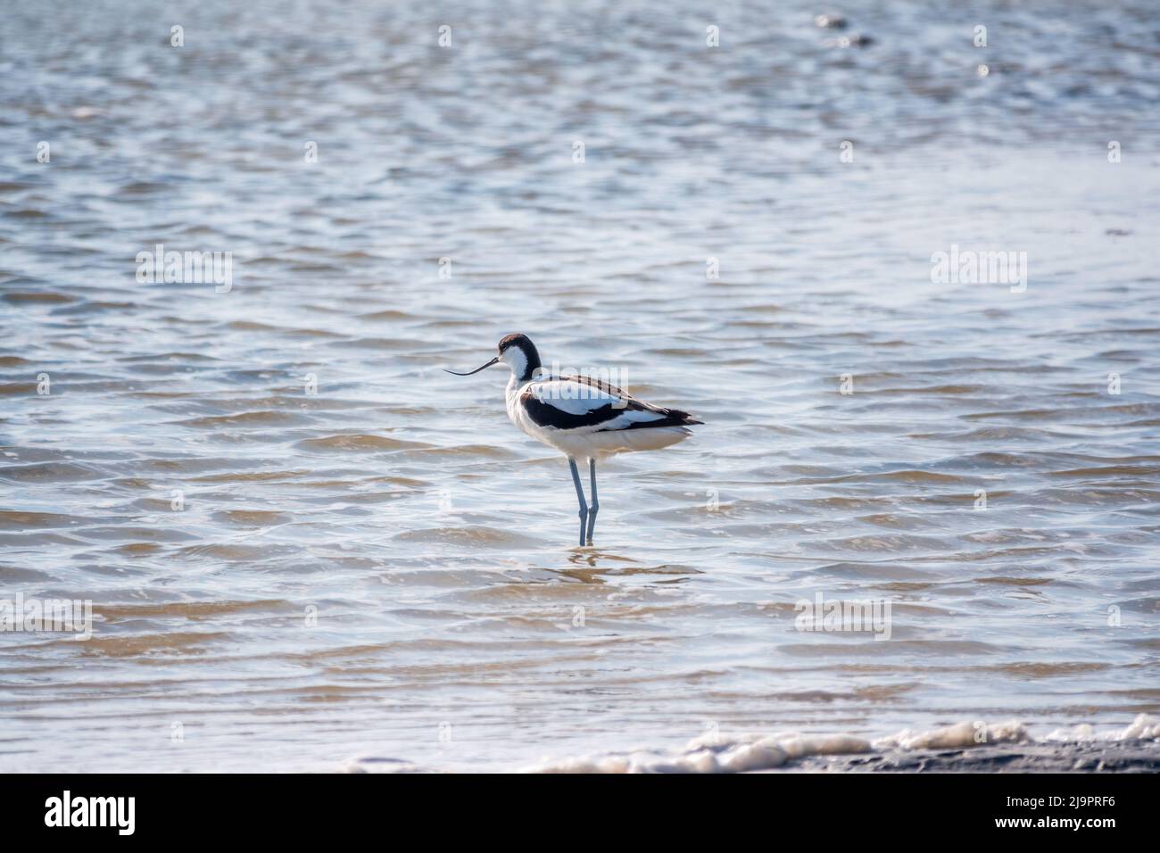 Water bird pied avocet, Recurvirostra avosetta, feeding in the lake ...