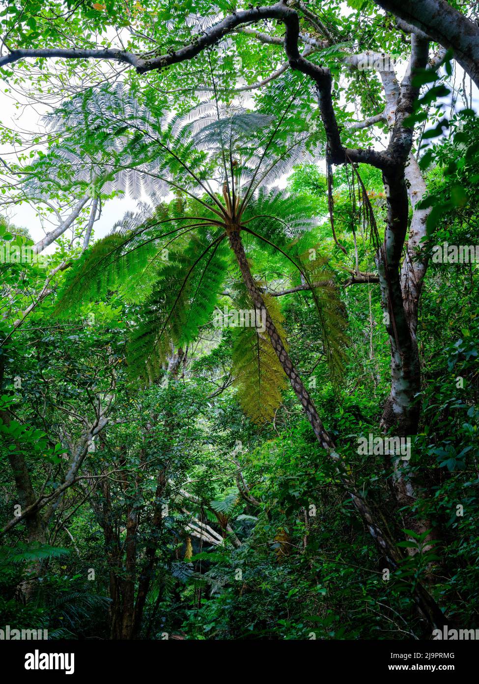 Flying spider monkey tree fern Stock Photo - Alamy