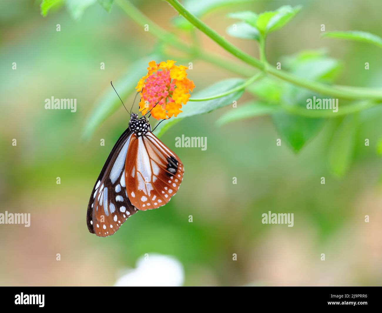 Common Tiger Butterfly Stock Photo - Alamy