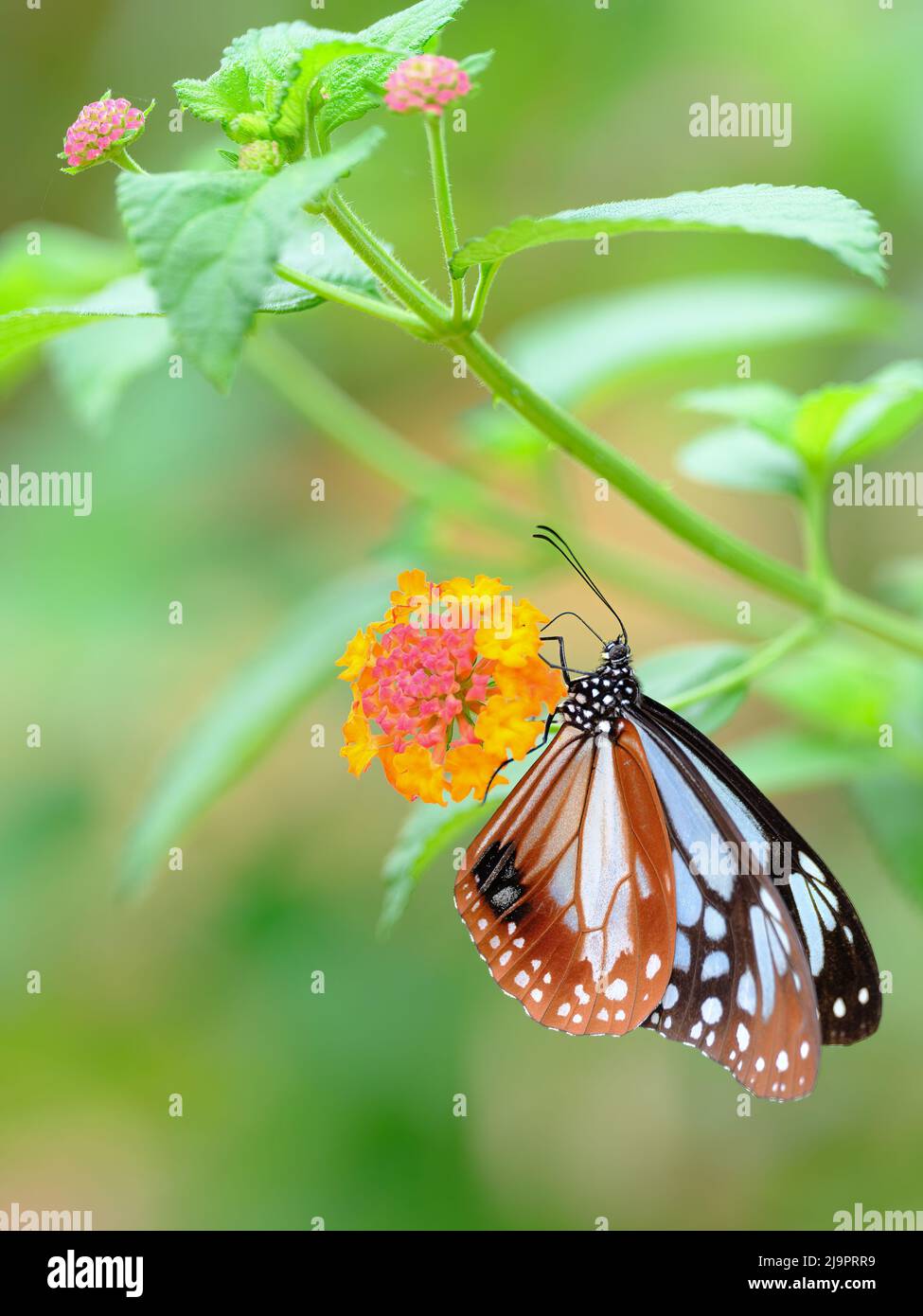 Common Tiger Butterfly Stock Photo - Alamy
