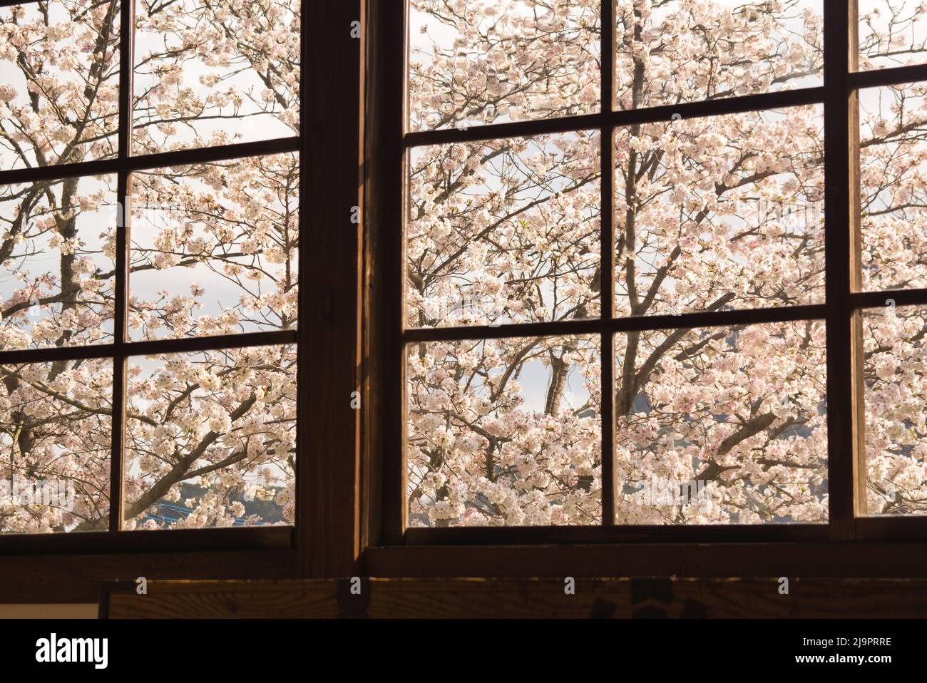Cherry blossoms through window hi-res stock photography and images - Alamy
