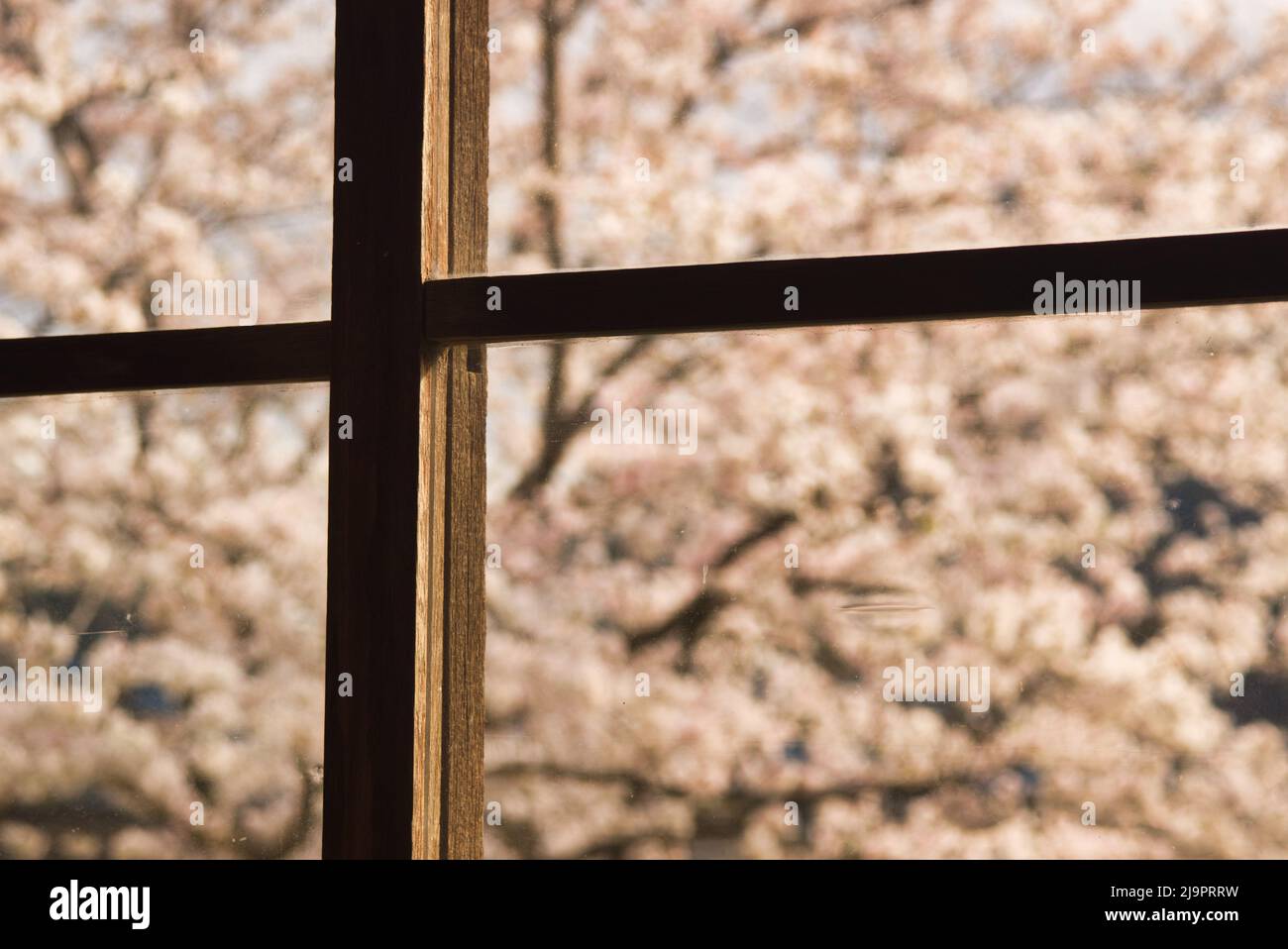 Cherry Blossoms through Window Stock Photo - Alamy