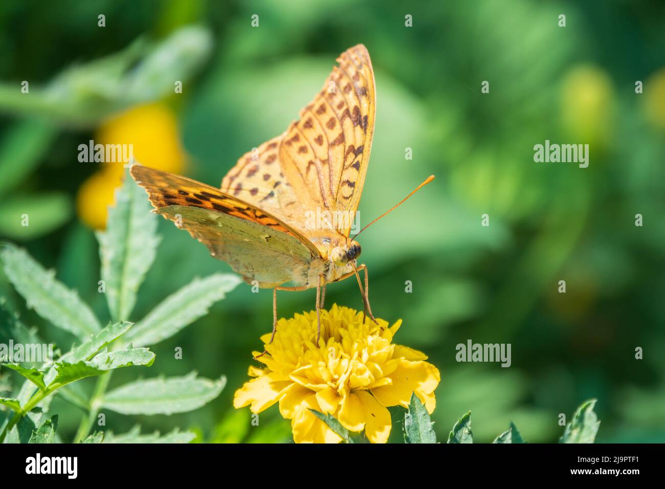 The dark green fritillary butterfly collects nectar on flower. Speyeria ...