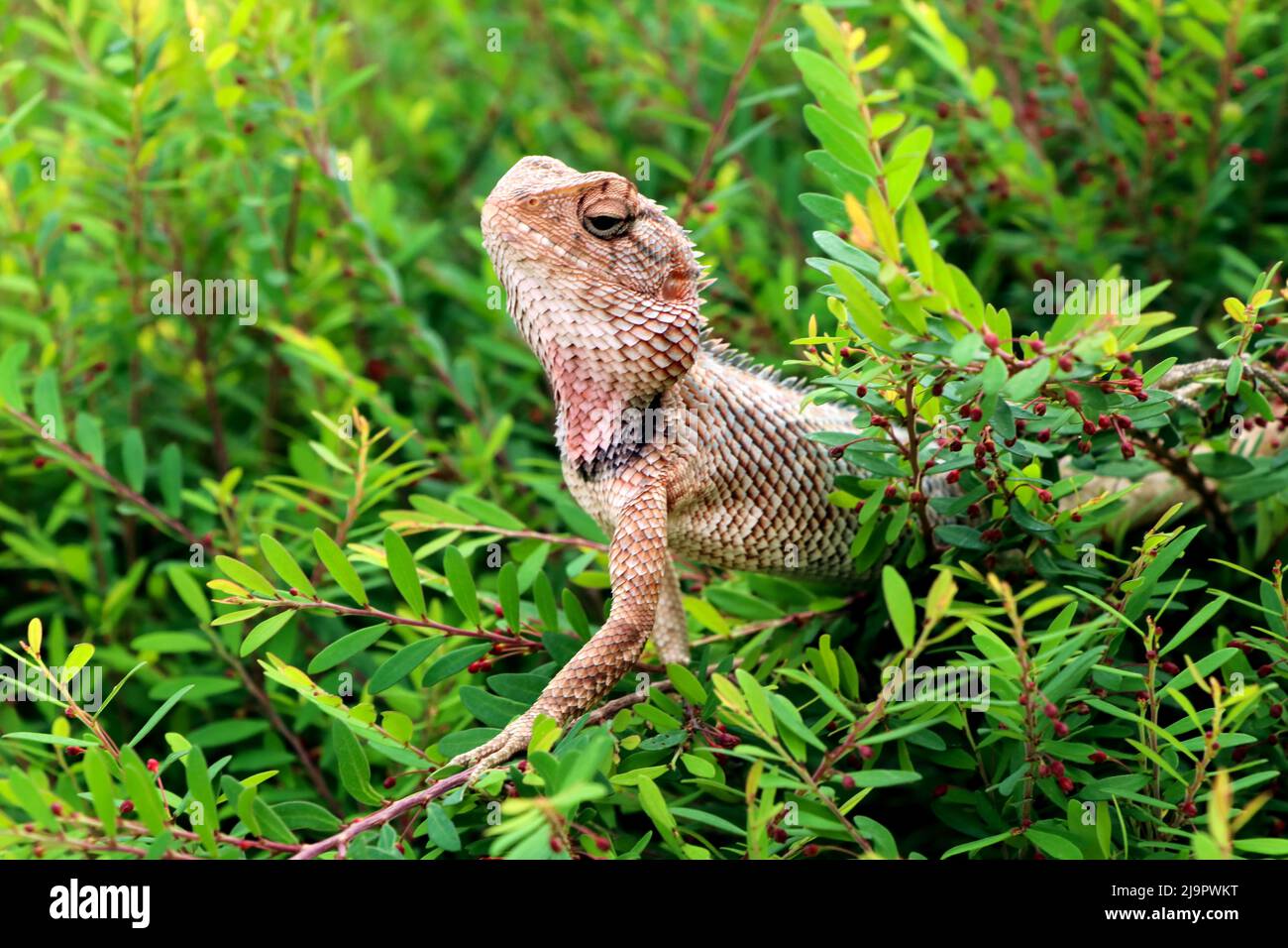 Indian garden lizard with spiny back Stock Photo - Alamy